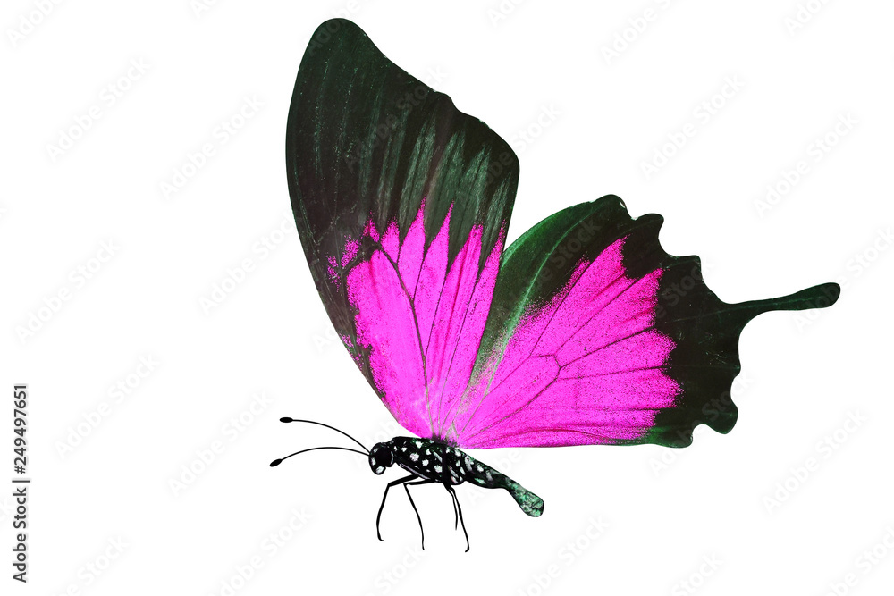 Butterfly Legs