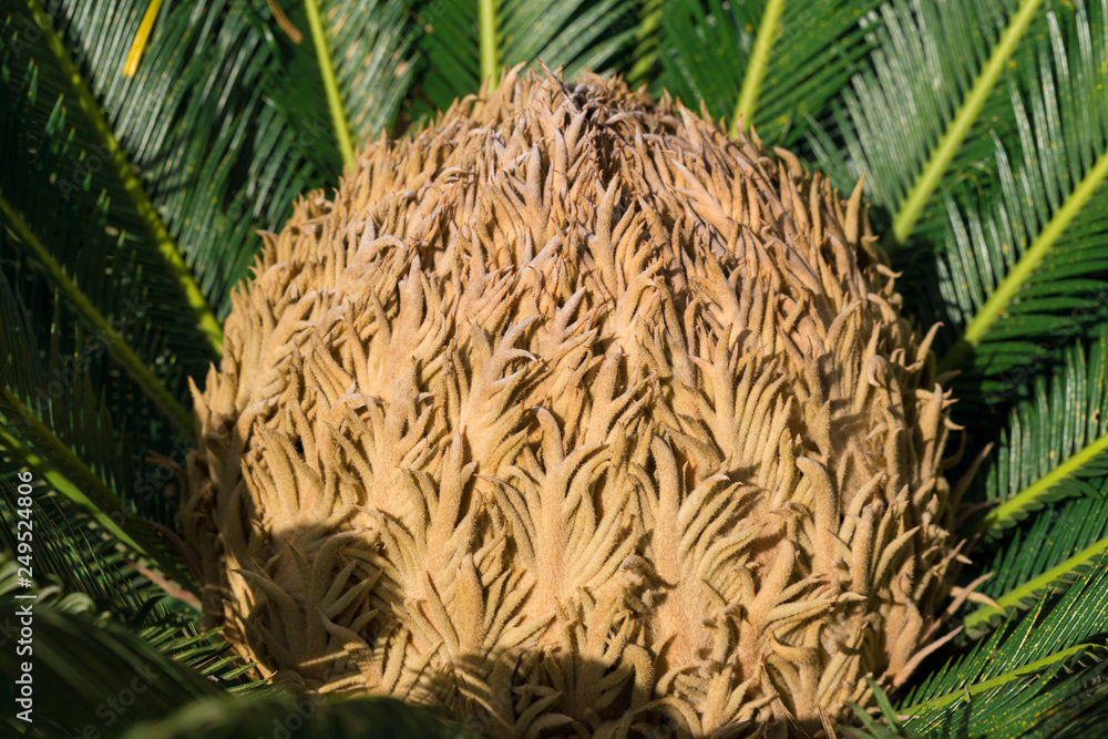 Feather Trees With Leaves