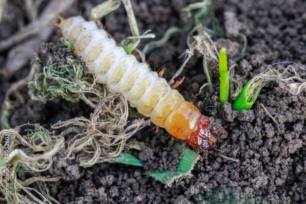 Larva of Zabrus tenebrioides Goeze is a species of black ground beetle ...