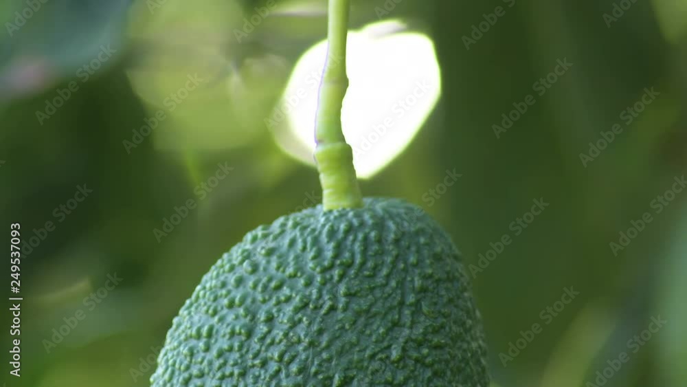 Natural hass avocado and peduncle hanging in a avocado tree, detail ...