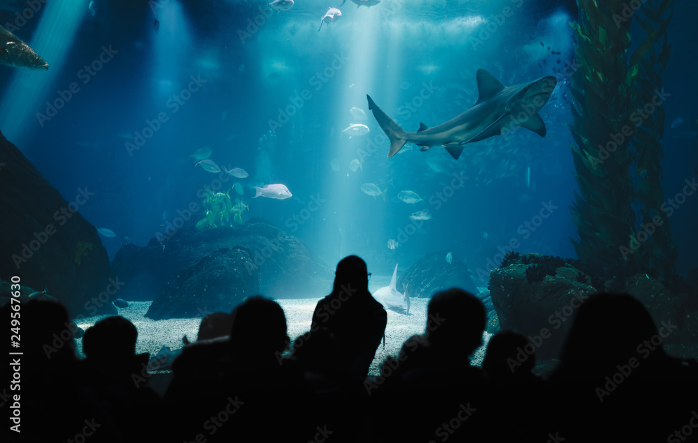 Kids During Underwater Life Class in Oceanarium. Children Watching Fish ...