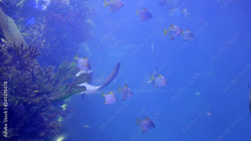 Tropical fish float in a large aquarium along with small sharks. Blue ...