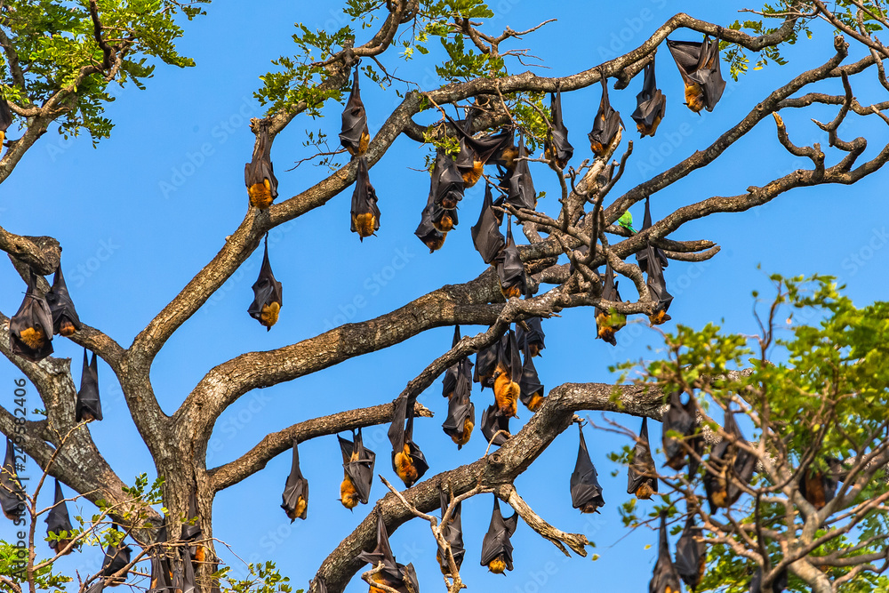Fruit bat trees (Flying fox). Tissamaharama, Sri Lanka. Stock Photo ...