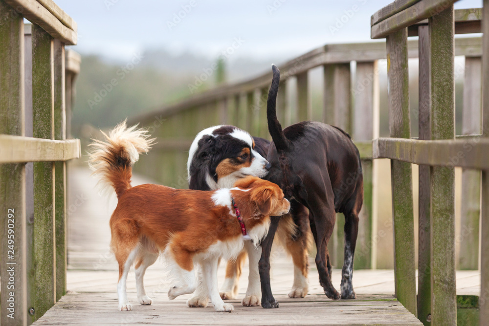 Tres perros oliéndose el trasero el uno al otro Stock Photo | Adobe Stock
