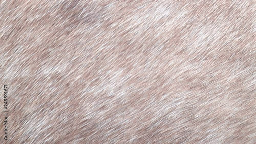 Background for design, horse and pig skin texture Stock Video | Adobe Stock