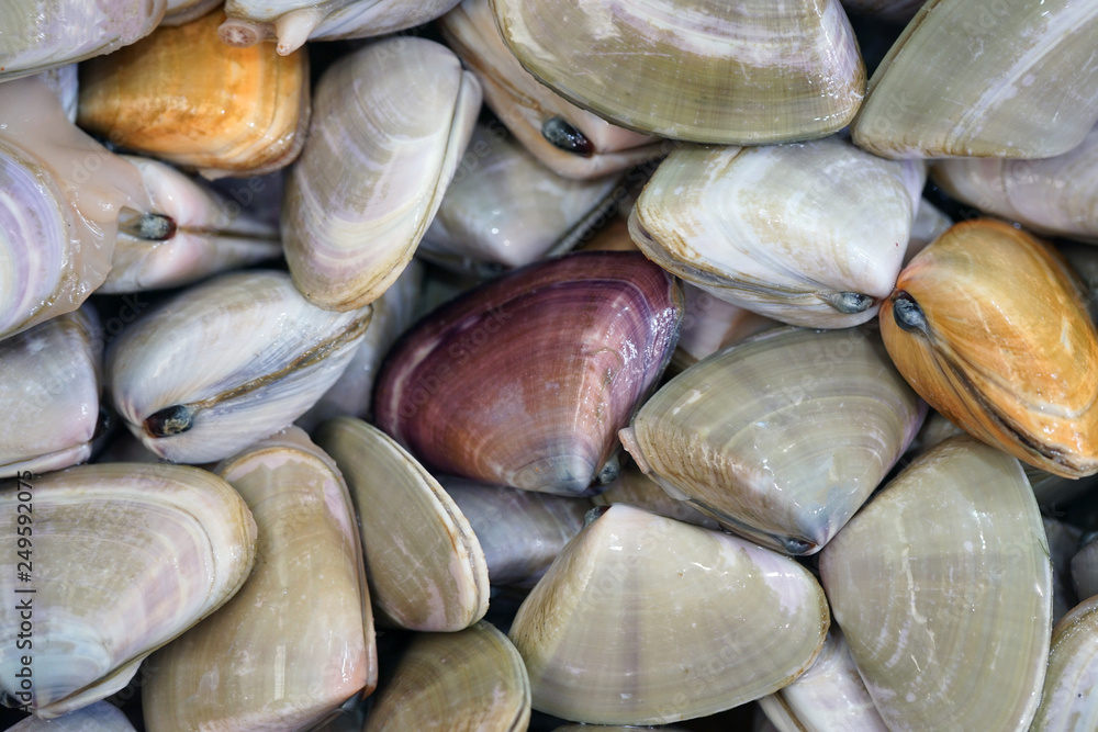 Fresh pipi shell (Paphies australis) for sale at a fish market in ...