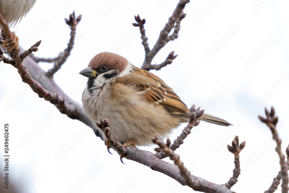 Sparrow of Urban Agricultural Park in Adachi city, Tokyo, Japan Stock ...