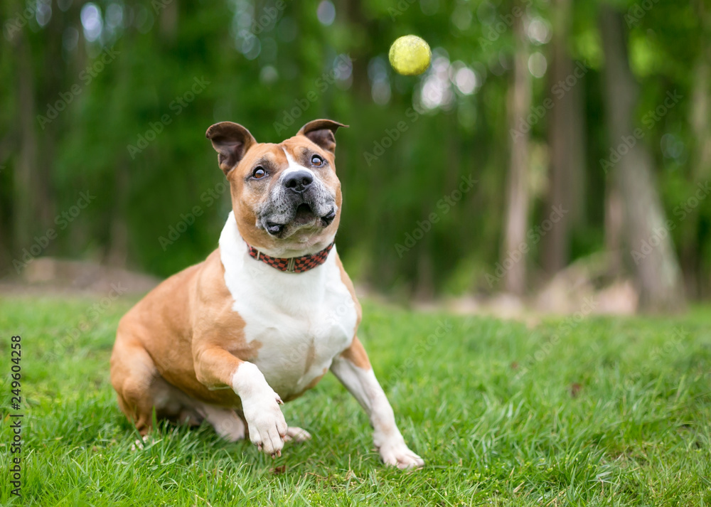 Bulldog Bull Terrier Mix
