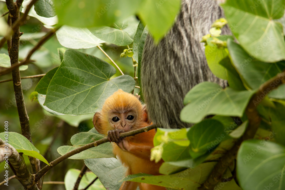 Cría de mono mira curioso a la cámara, es una especie típica del parque ...
