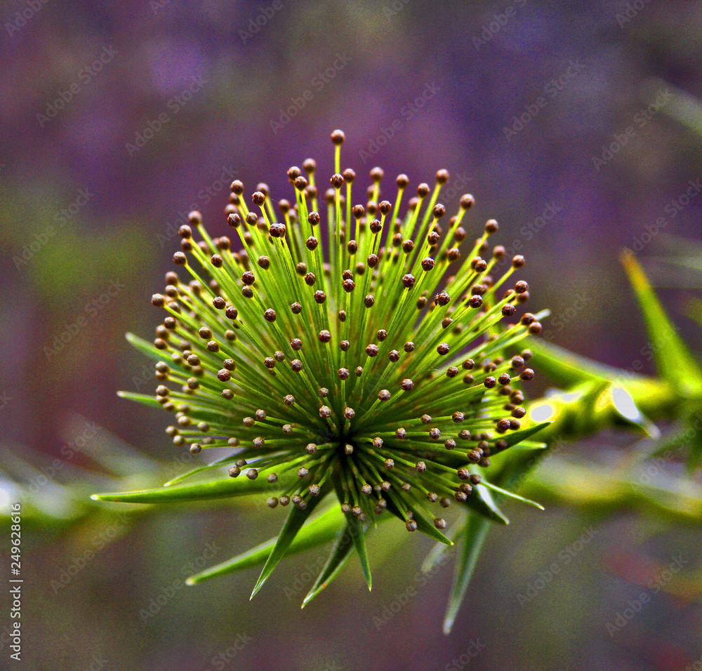Flowers of the Brazilian flora. Exotic, wild, savanah, gardens ...