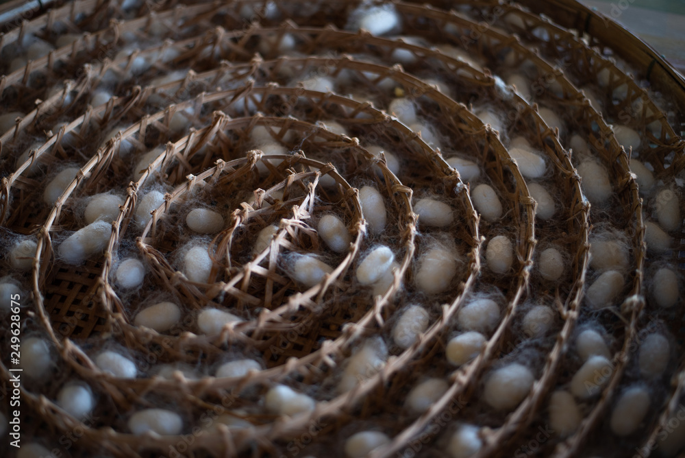 Thai Sericulture and silk thread, selective focus. Silk worm pupa in ...