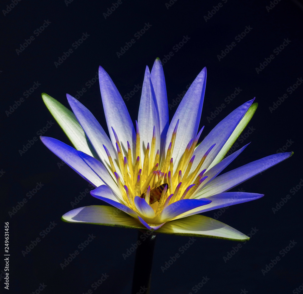 Flowers of the Brazilian flora. Exotic, wild, cerrado, gardens ...