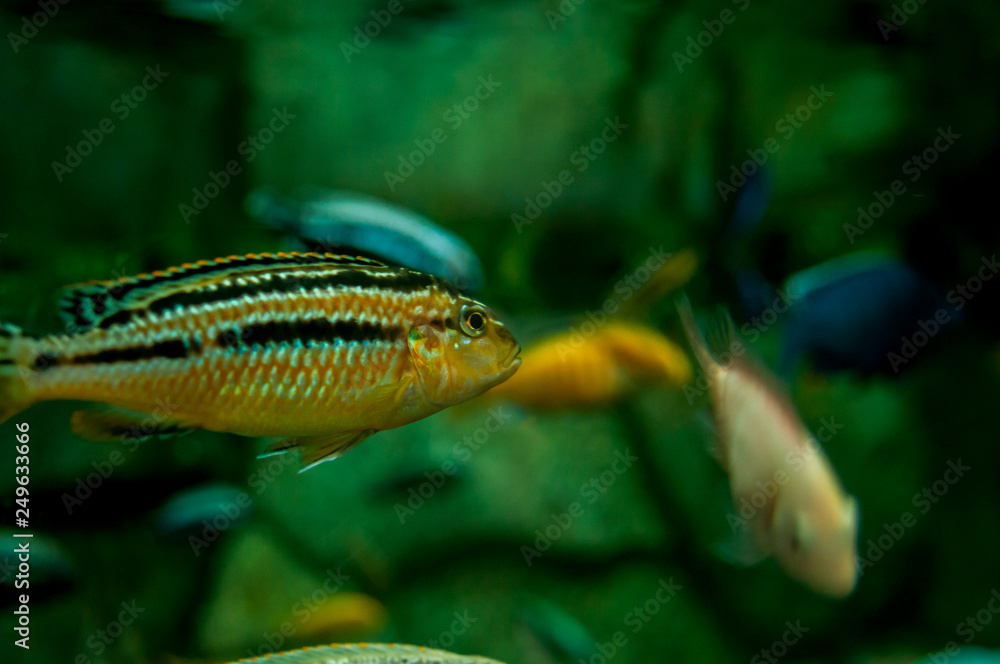 Fish in a large aquarium. Golden Cichlid (Melanochromis auratus) Stock ...