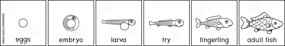 Vetor de Coloring page with life cycle of fish. Sequence of stages of ...