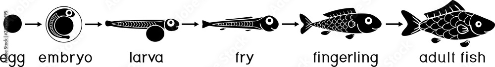 Life cycle of fish. Sequence of stages of development of fish from egg ...