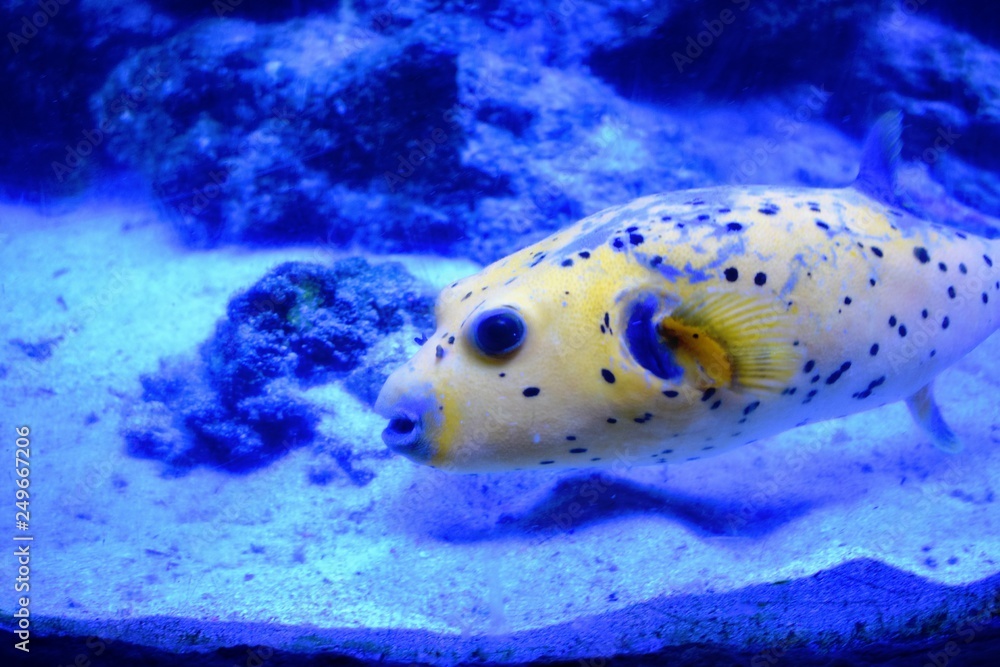 Takifugu is a genus of pufferfish, often better known by the Japanese ...