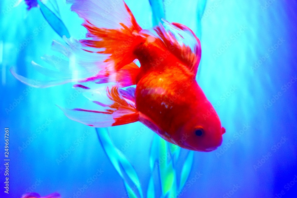 The goldfish (Carassius auratus) is a freshwater fish in the family ...