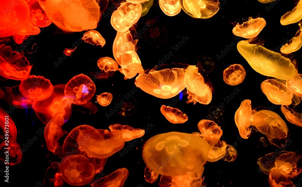 Jellyfish oanimal,animr jellies are softbodied, free-swimming aquatic ...