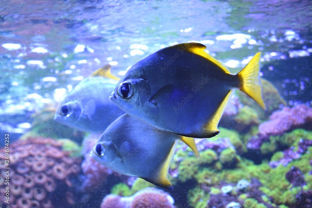 Monodactylidae is a family of perciform bony fish commonly referred to ...