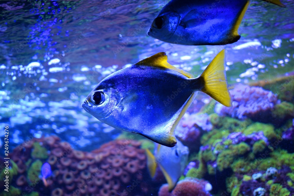 Monodactylidae is a family of perciform bony fish commonly referred to ...