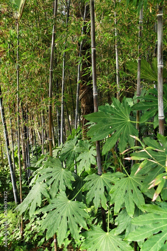 Phyllostachys Nigra forest in the garden and aralia plant Stock Photo ...