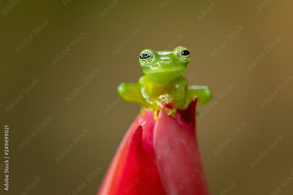Spiny Cochran frog (Teratohyla spinosa) found in the Pacific lowlands ...