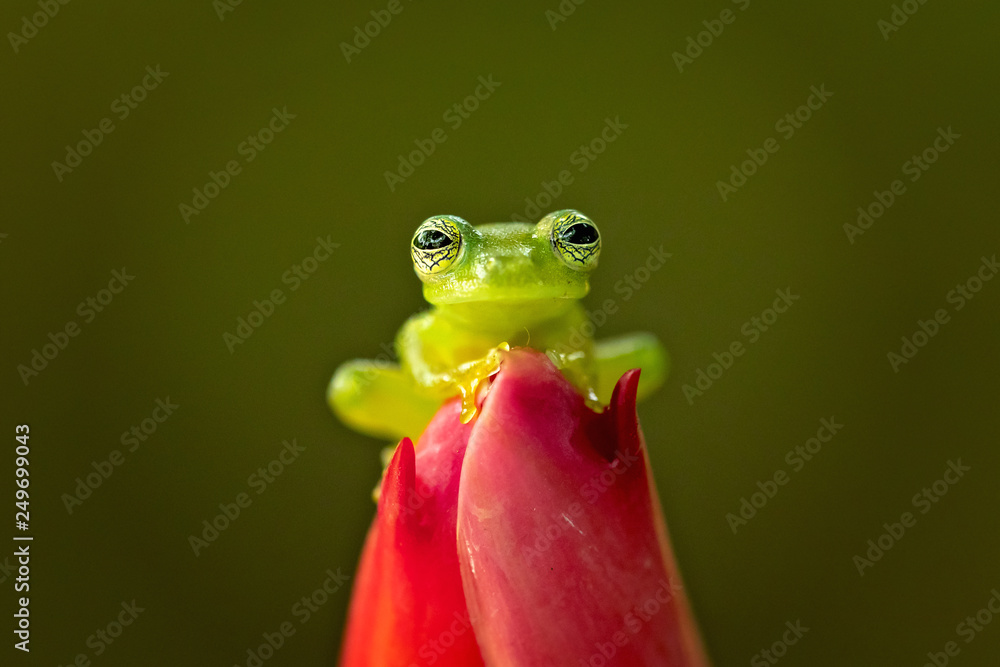 Spiny Cochran frog (Teratohyla spinosa) found in the Pacific lowlands ...