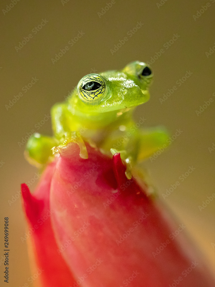 Spiny Cochran frog (Teratohyla spinosa) found in the Pacific lowlands ...