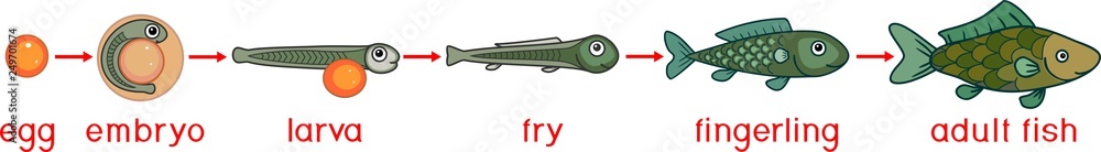 Vektorová grafika „Life cycle of fish. Sequence of stages of ...