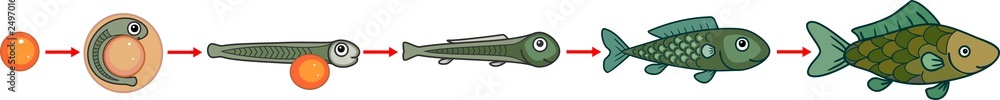 Life cycle of fish. Sequence of stages of development of fish from egg ...