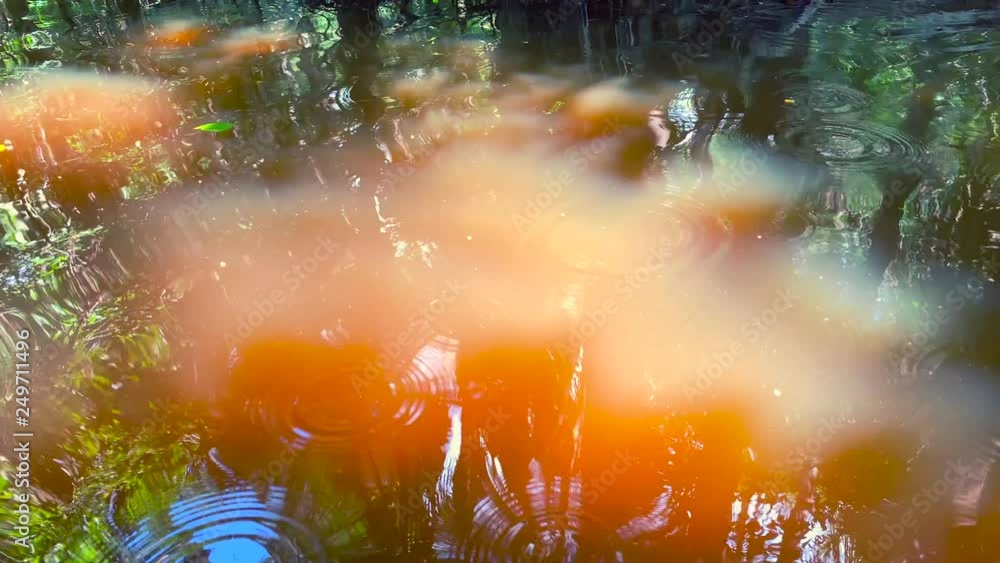 Wetlands at Sandoval lake in Peruvian Amazon Rainforest. Tambopata ...