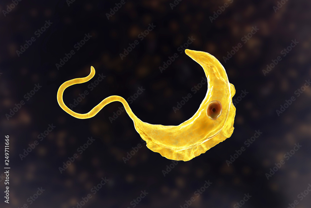 Trypanosoma brucei parasite, 3D illustration. A protozoan that is ...