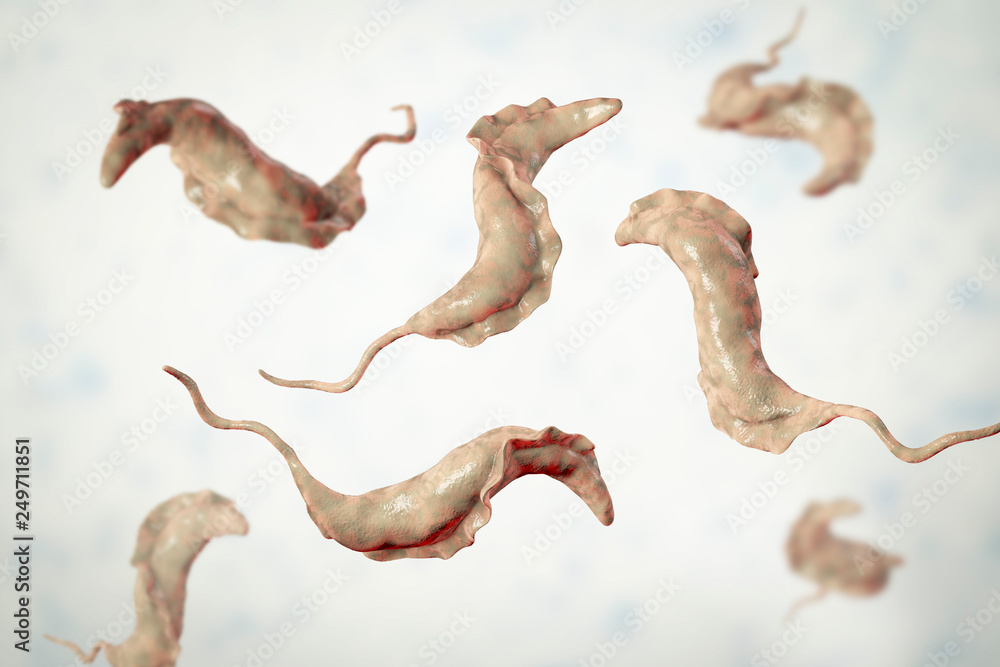 Trypanosoma cruzi parasites, 3D illustration. A protozoan that causes ...