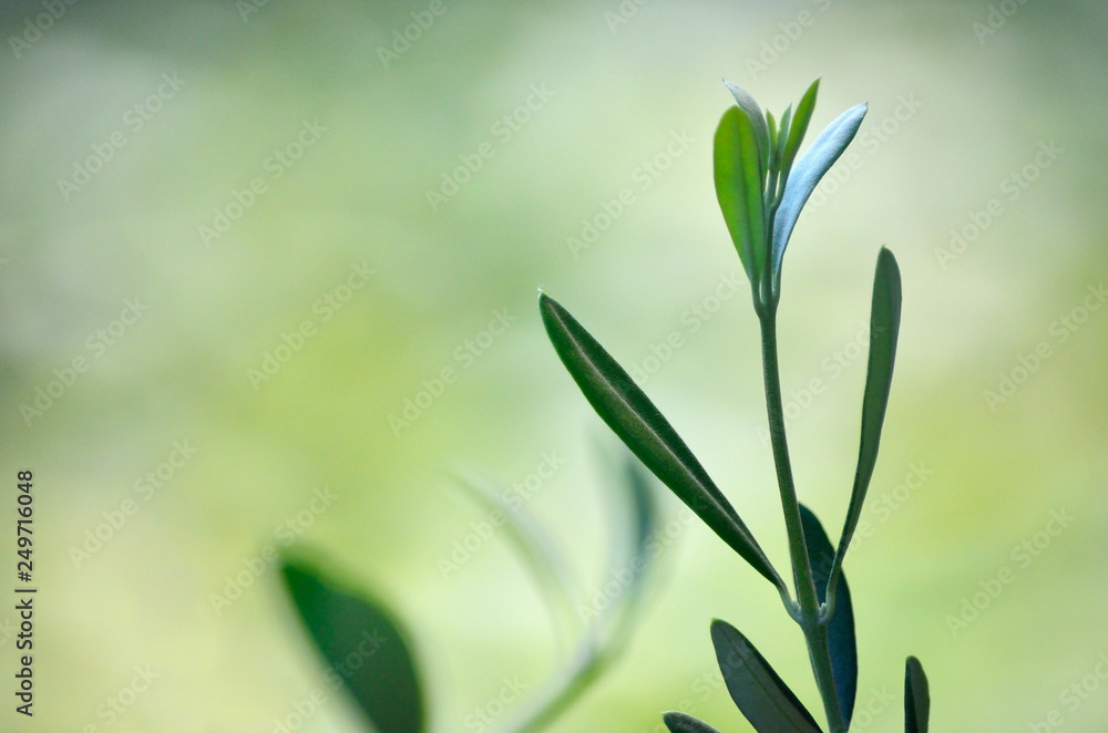 Young leaves of olive tree, close up photography with blurred green ...