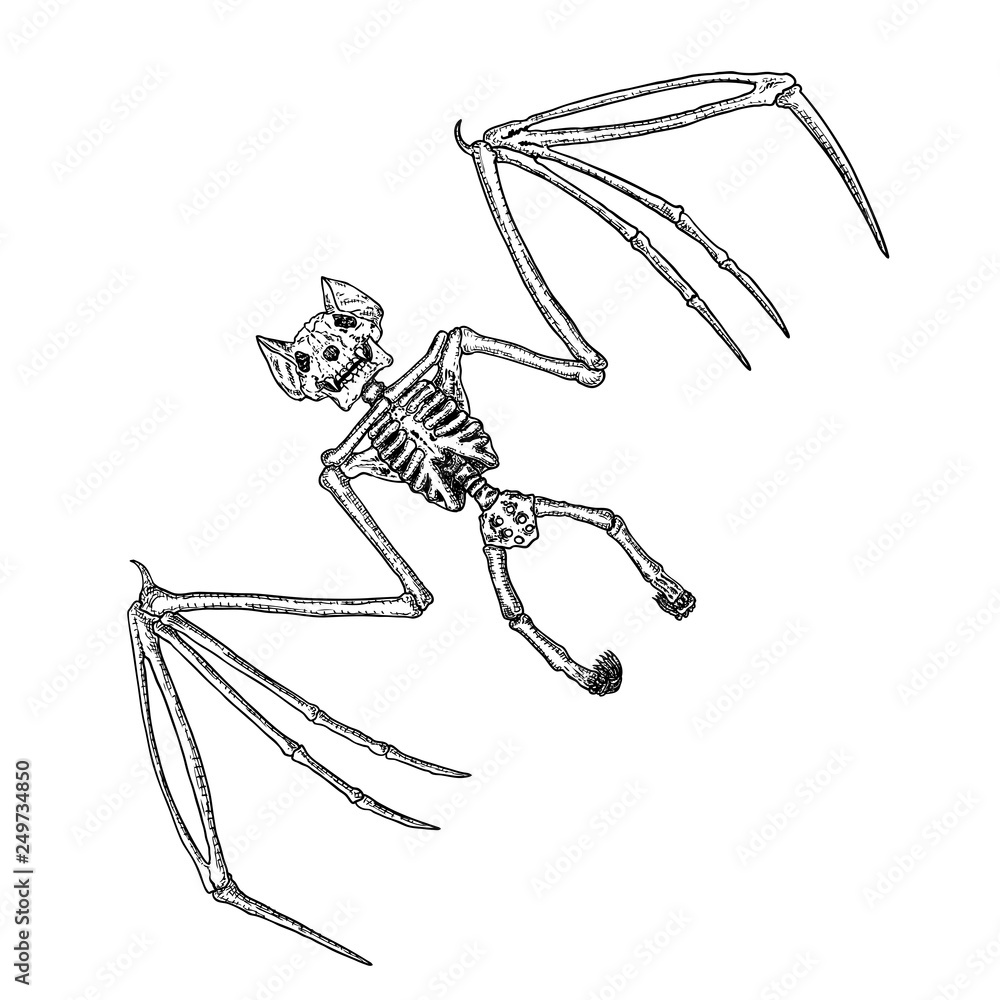 Bat skeleton drawing. Gothic illustration of aggressive monsters bones ...