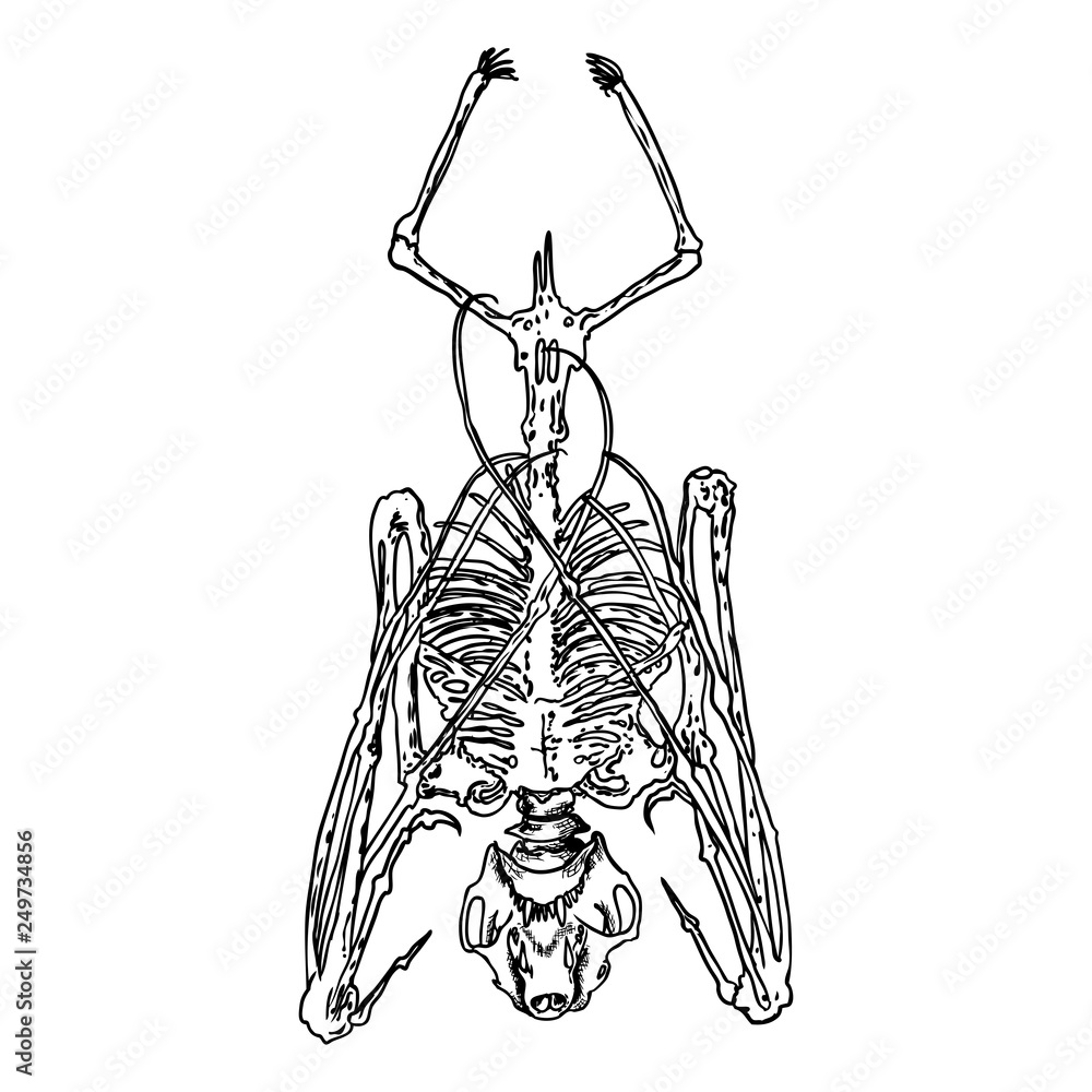 Bat skeleton drawing. Gothic illustration of aggressive monsters bones ...
