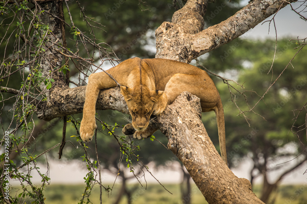 Wild lion sleeping in tree in Murchison Falls National Park Uganda ...