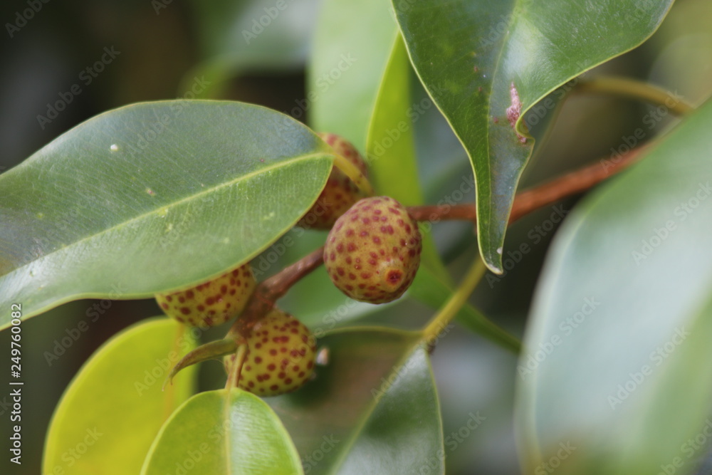Ficus microcarpa Stock Photo | Adobe Stock