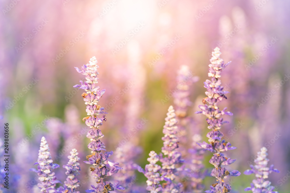 Naturally Purple Flowers