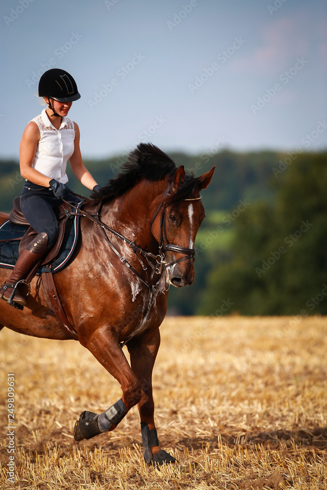 Horse with rider in close-up. Head portraits from the front, foamy ...