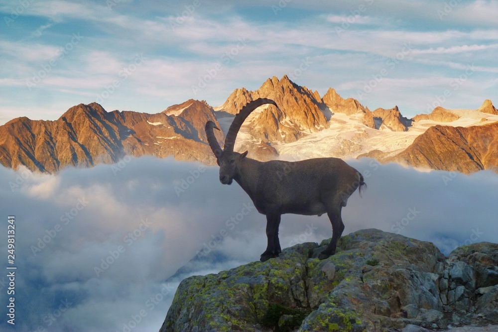 Alpine Ibex, animal in nature rock habitat, France. Twilight night in ...