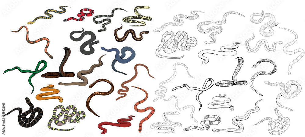 vector, isolated, set of snake crawling, collection of sketches Stock ...