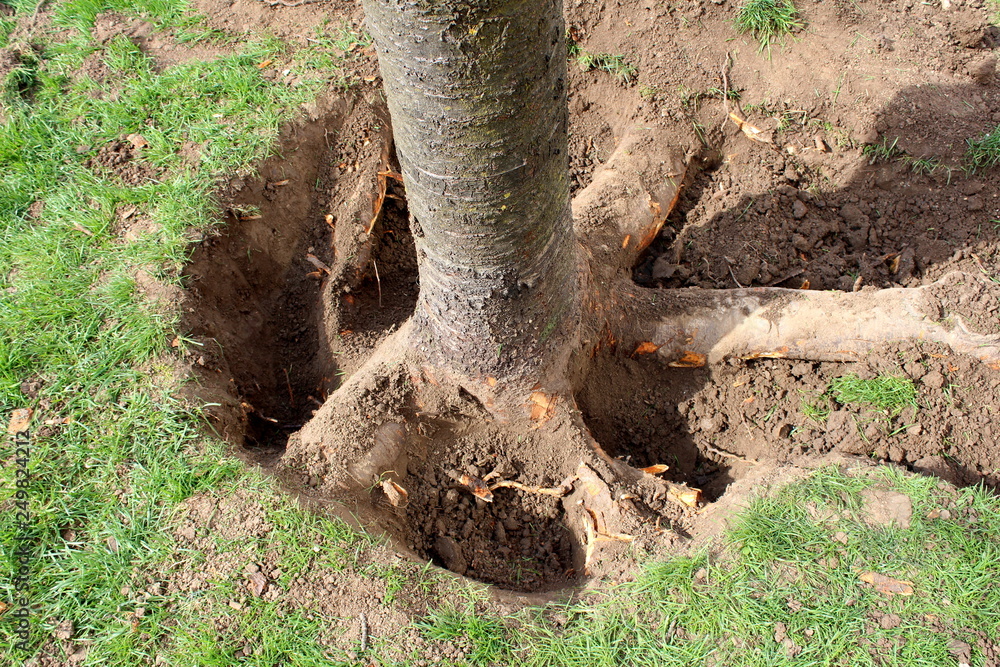Large tree roots unearthed with soil removed before cutting it down and ...