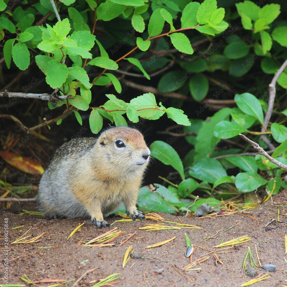 Arctic ground squirrel (Urocitellus parryii) sits under a bush. The ...