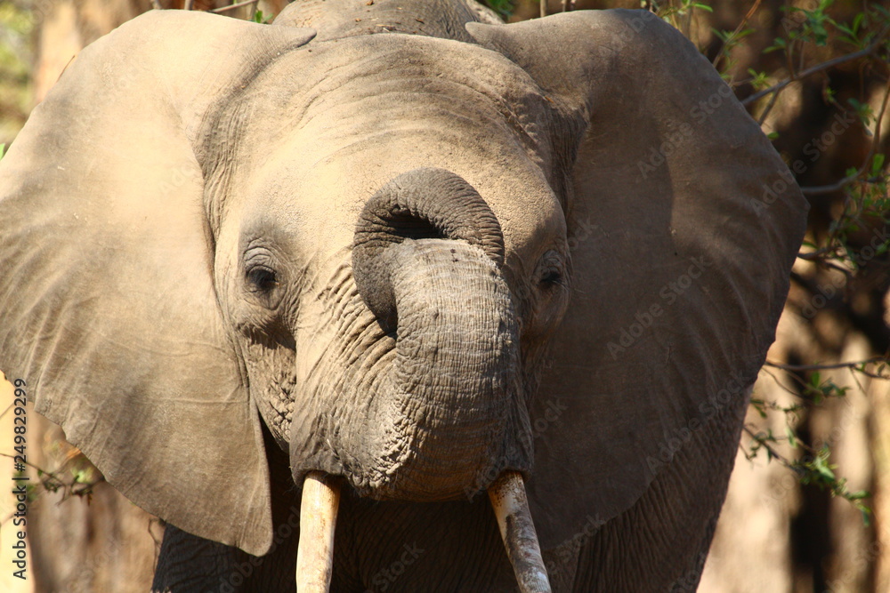 Elephant Silhouette Trunk Curled