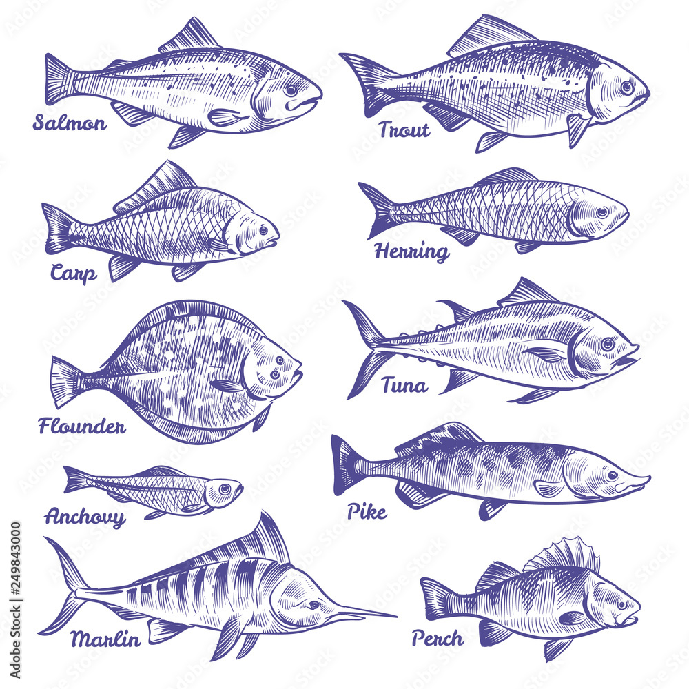 Hand drawn fishes. Ocean sea river fishes sketch fishing seafood ...