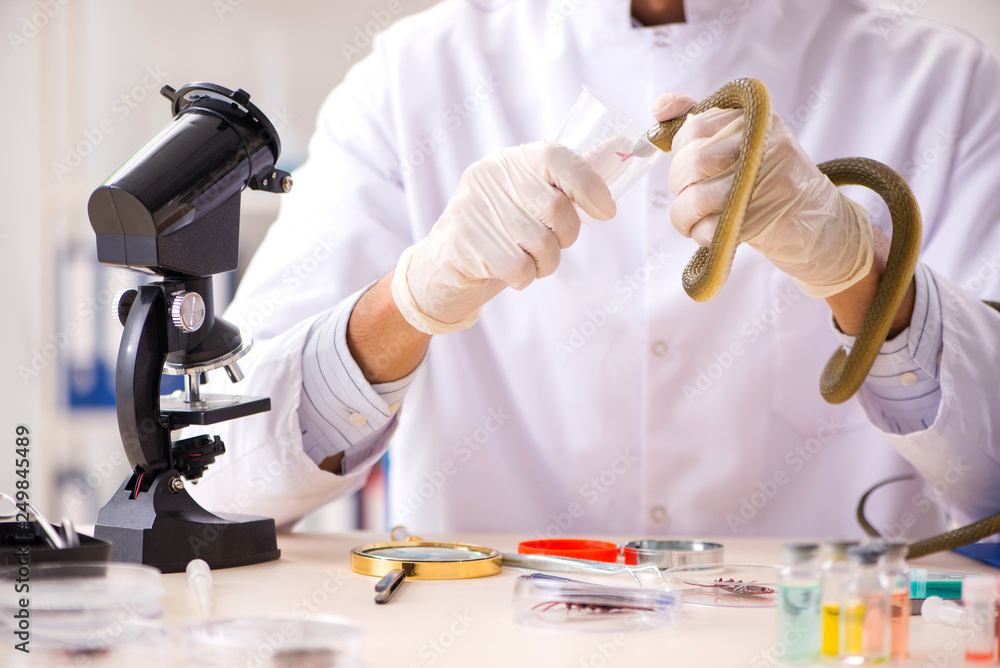 Male scientist extracting poison from snake for drug synthesis Stock ...