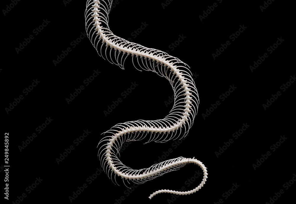 Skeleton of Snake isolated on black Background Stock Photo | Adobe Stock