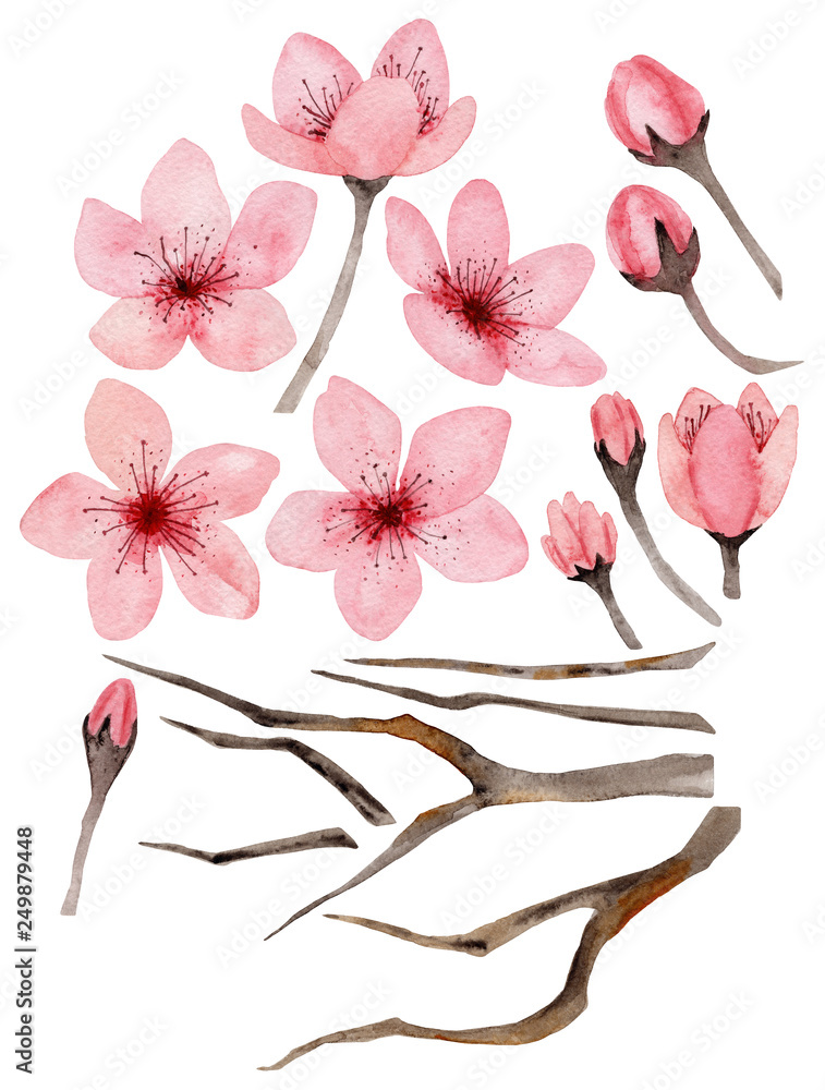 Isolated on white background hand drawn watercolor cherry blossom ...