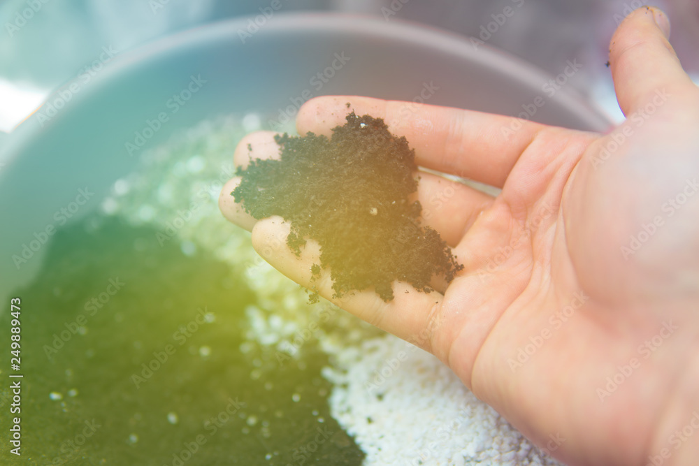 Foto Stock Soil in the hands of a man. Soil growing cannabis. A mixture ...